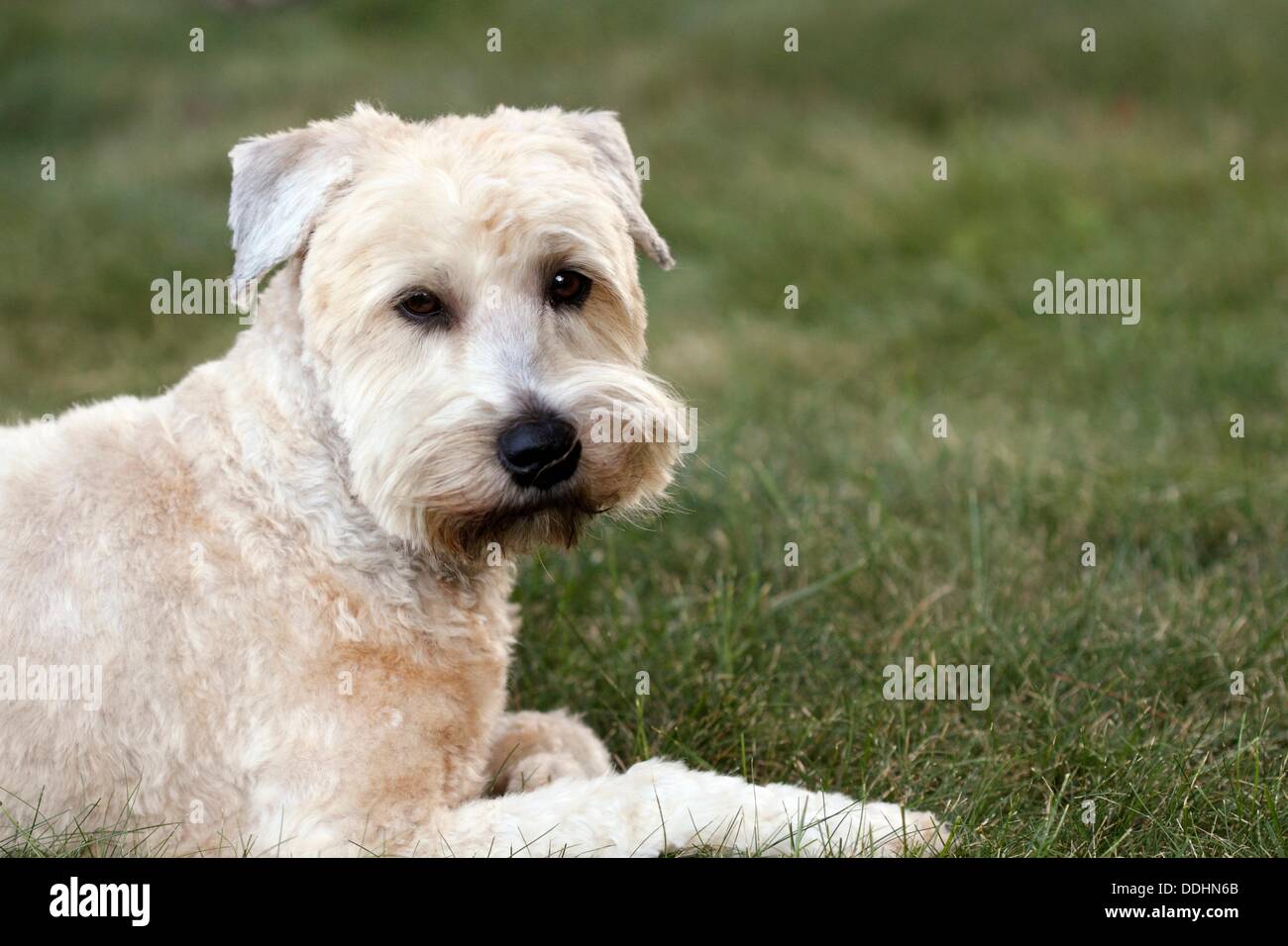 Quizzical dog hi-res stock photography and images - Alamy
