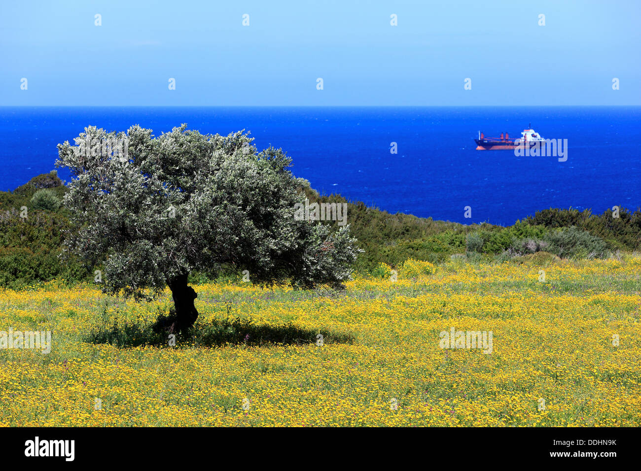 Lapta hi-res stock photography and images - Alamy