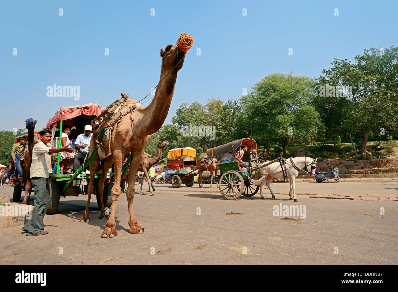 Dromedary, Arabian Camel or Indian Camel (Camelus dromedarius), draught ...