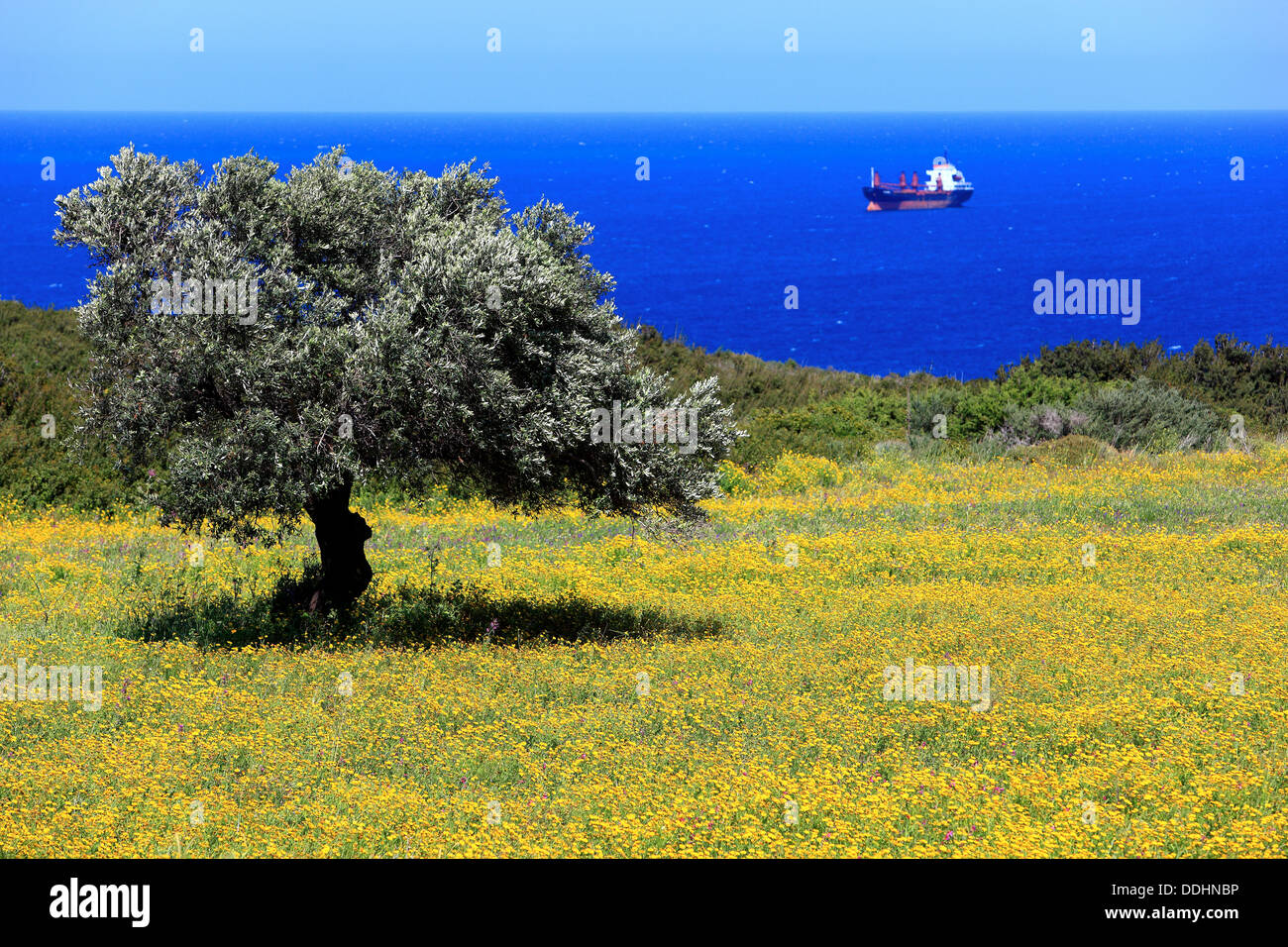 Lapta hi-res stock photography and images - Alamy