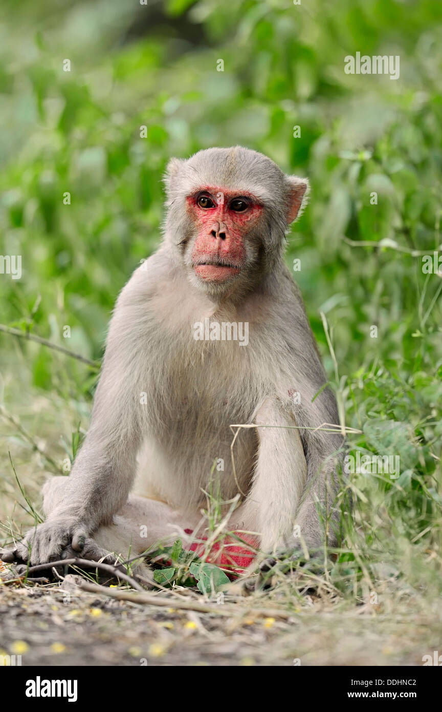 India macaca mulatta primate old world rhesus monkey macaque hi-res stock photography and images ...