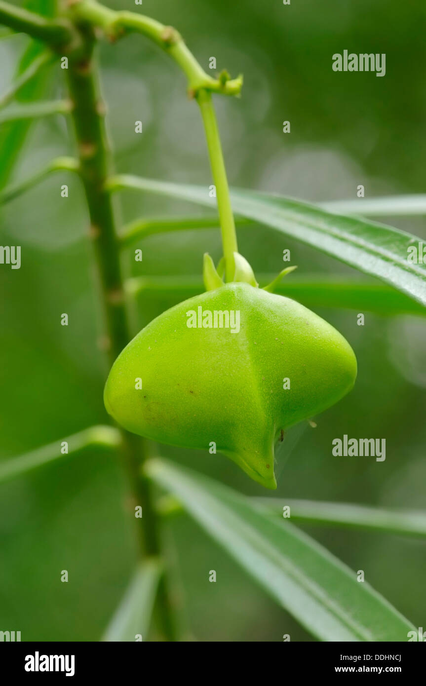 Thevetia Peruviana Fruit