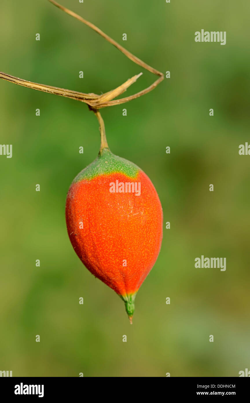 Sp gourd hi-res stock photography and images - Alamy