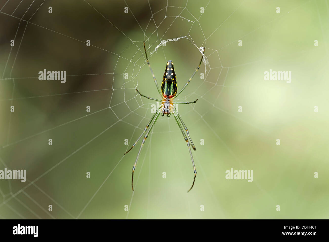 Nephila sp hi-res stock photography and images - Alamy