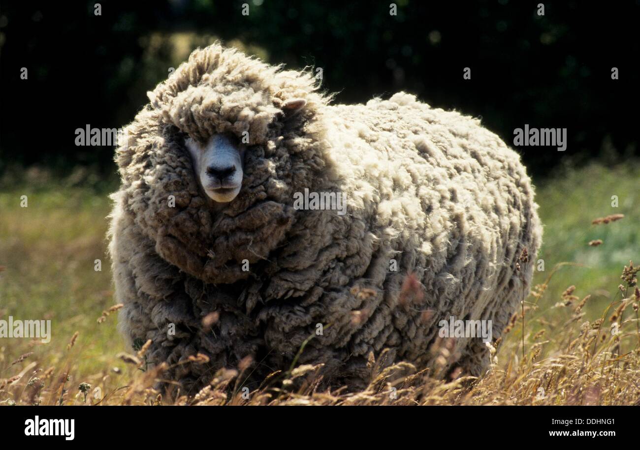 Chile sheep shearing hi-res stock photography and images - Alamy