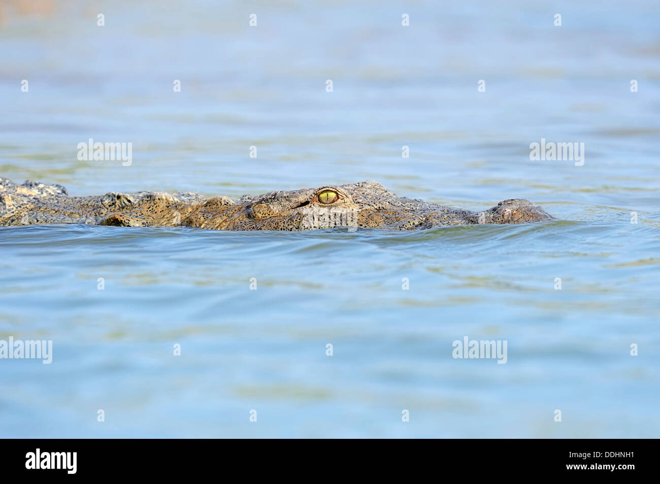 Mugger Crocodile or Indian Marsh Crocodile (Crocodylus palustris ...