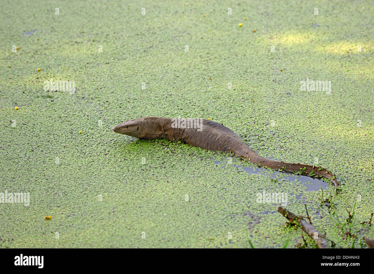 Bengal Monitor Lizard, Clouded Monitor or Common Indian Monitor ...