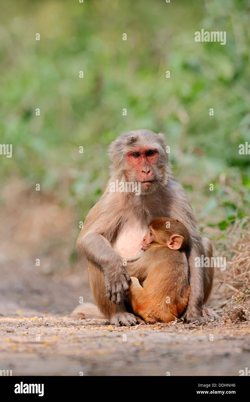 Rhesus Macaque or Rhesus Monkey (Macaca mulatta), female suckling an ...