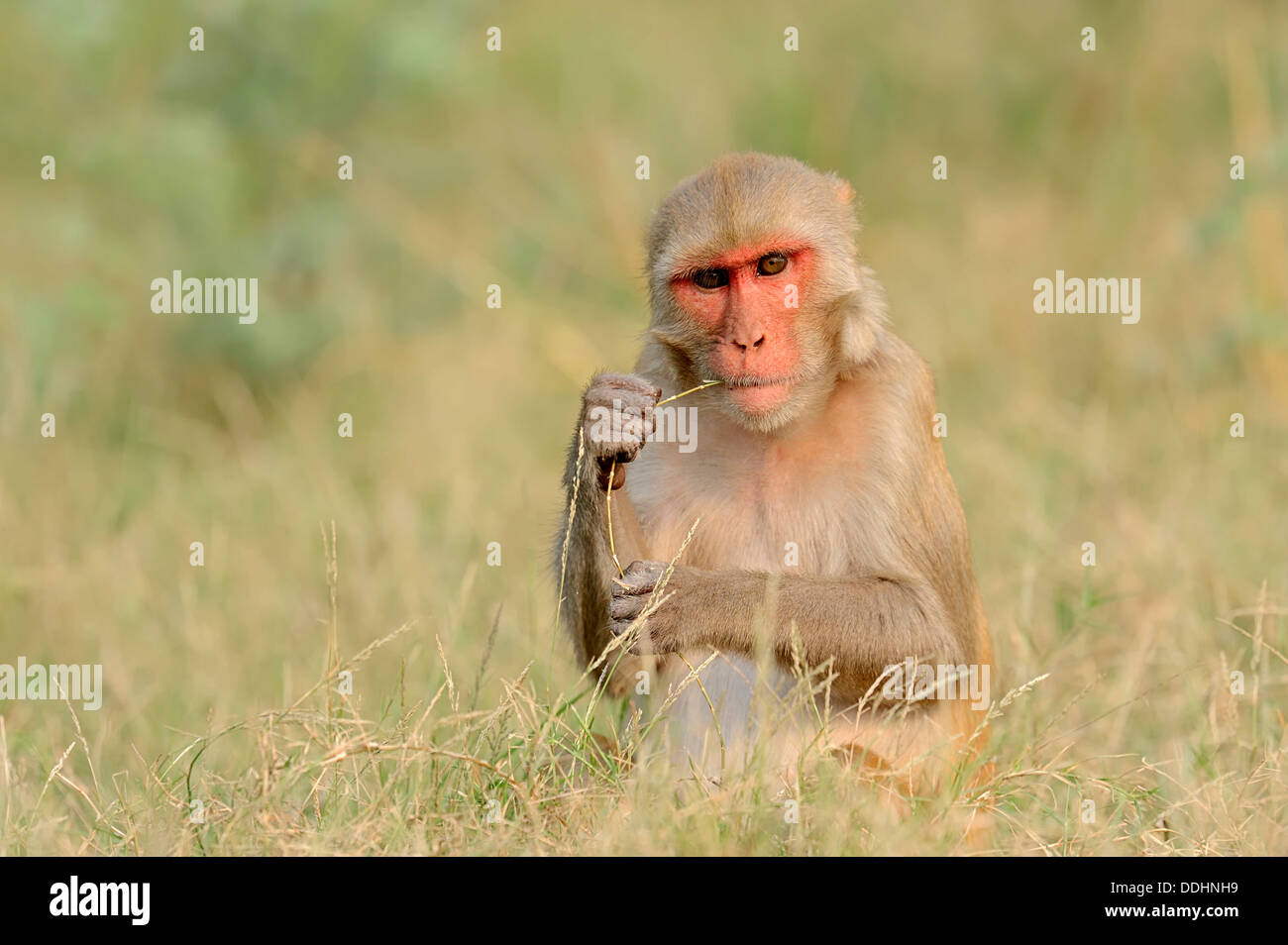 India Macaca Mulatta Primate Old World Rhesus Monkey Macaque High Resolution Stock Photography ...