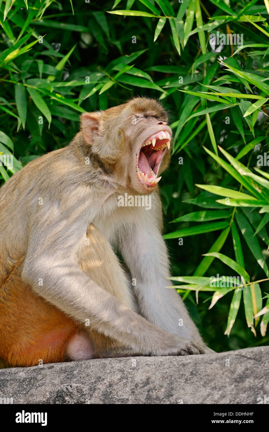 Rhesus Macaque or Rhesus Monkey (Macaca mulatta), male yawning Stock ...