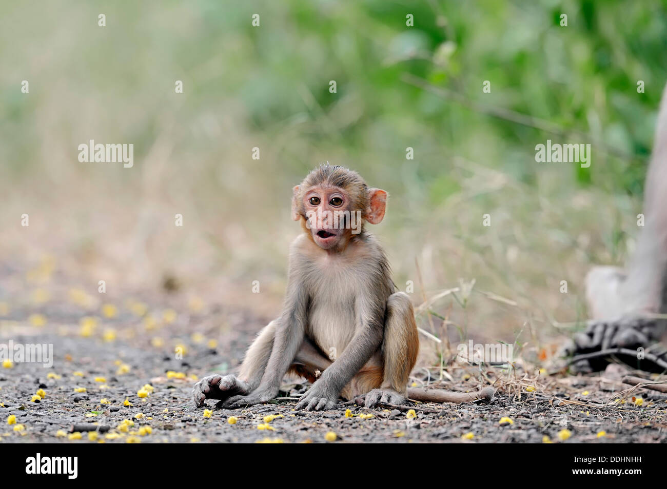 Infant rhesus monkey macaca mulatta hi-res stock photography and images ...
