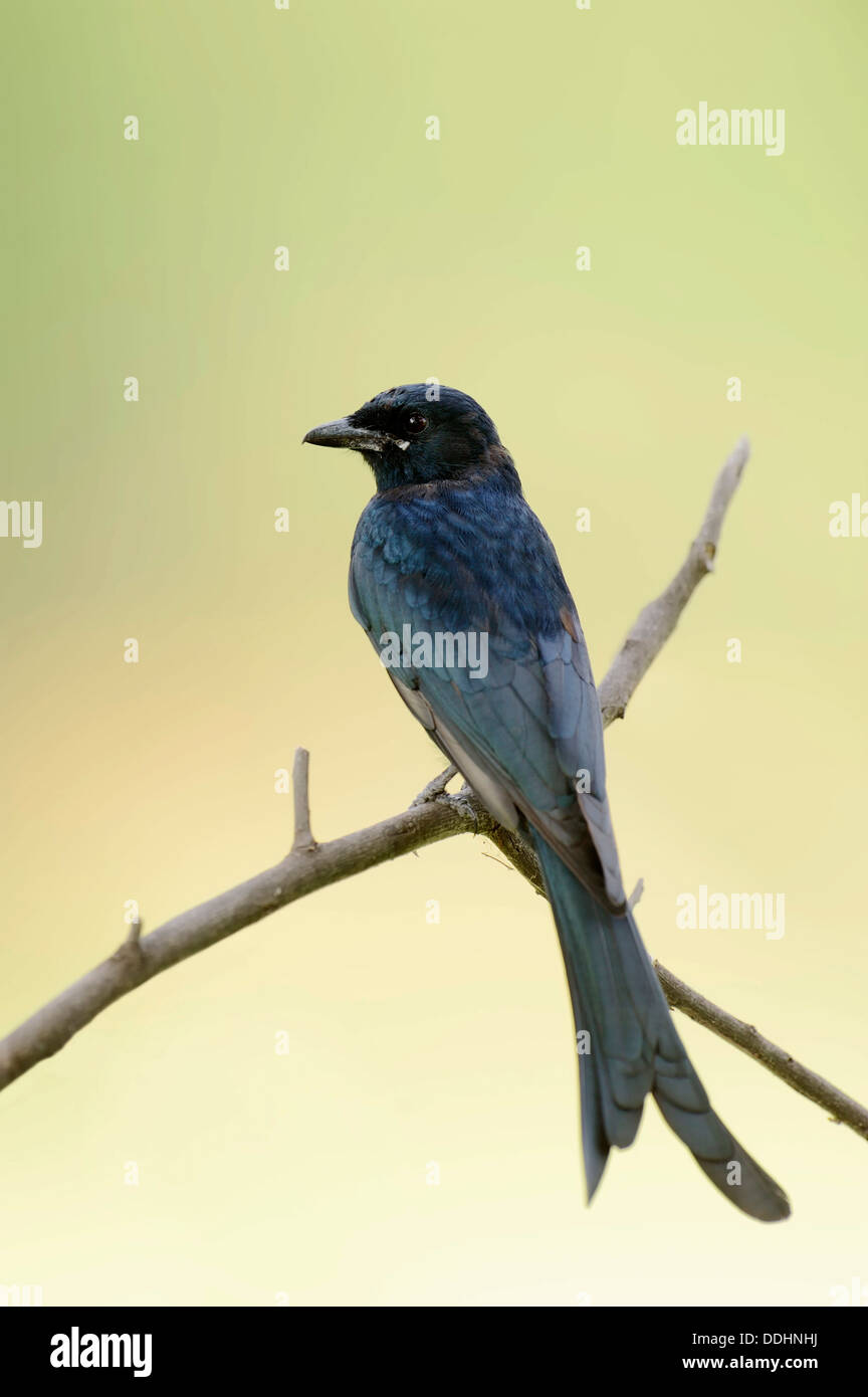 Dicrurus hi-res stock photography and images - Alamy