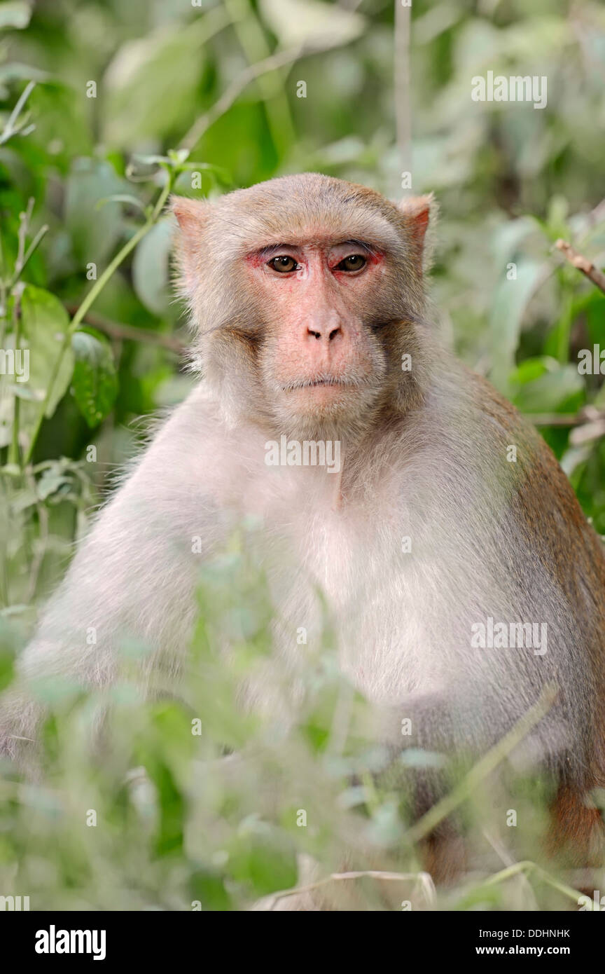 India macaca mulatta primate old world rhesus monkey macaque hi-res ...