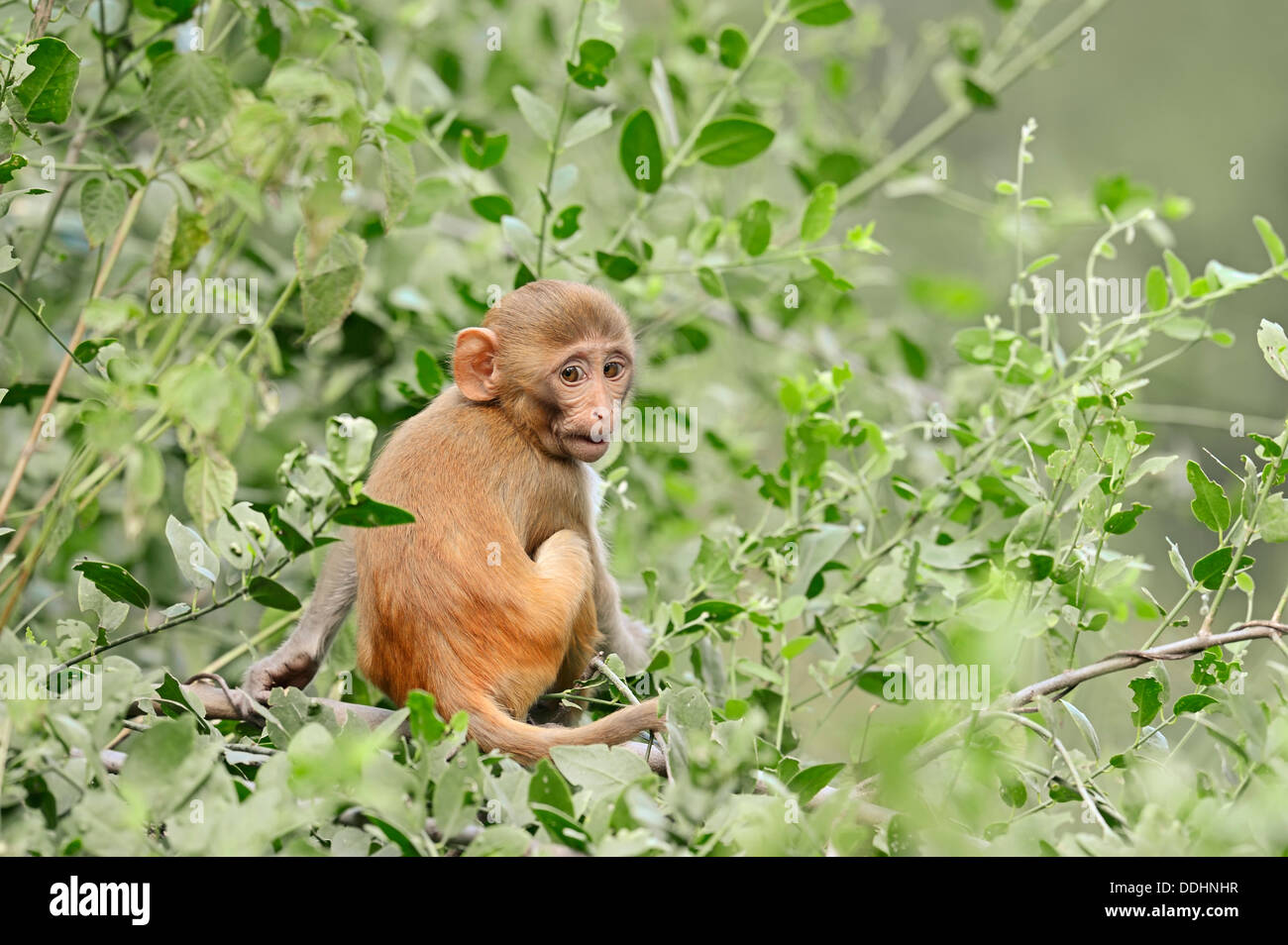 Infant rhesus monkey macaca mulatta hi-res stock photography and images ...
