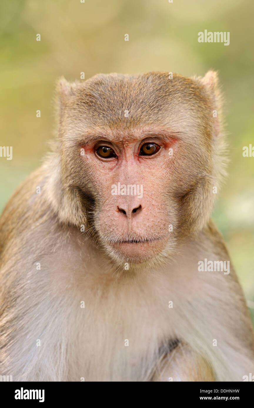 Rhesus Macaque or Rhesus Monkey (Macaca mulatta), male, portrait Stock ...