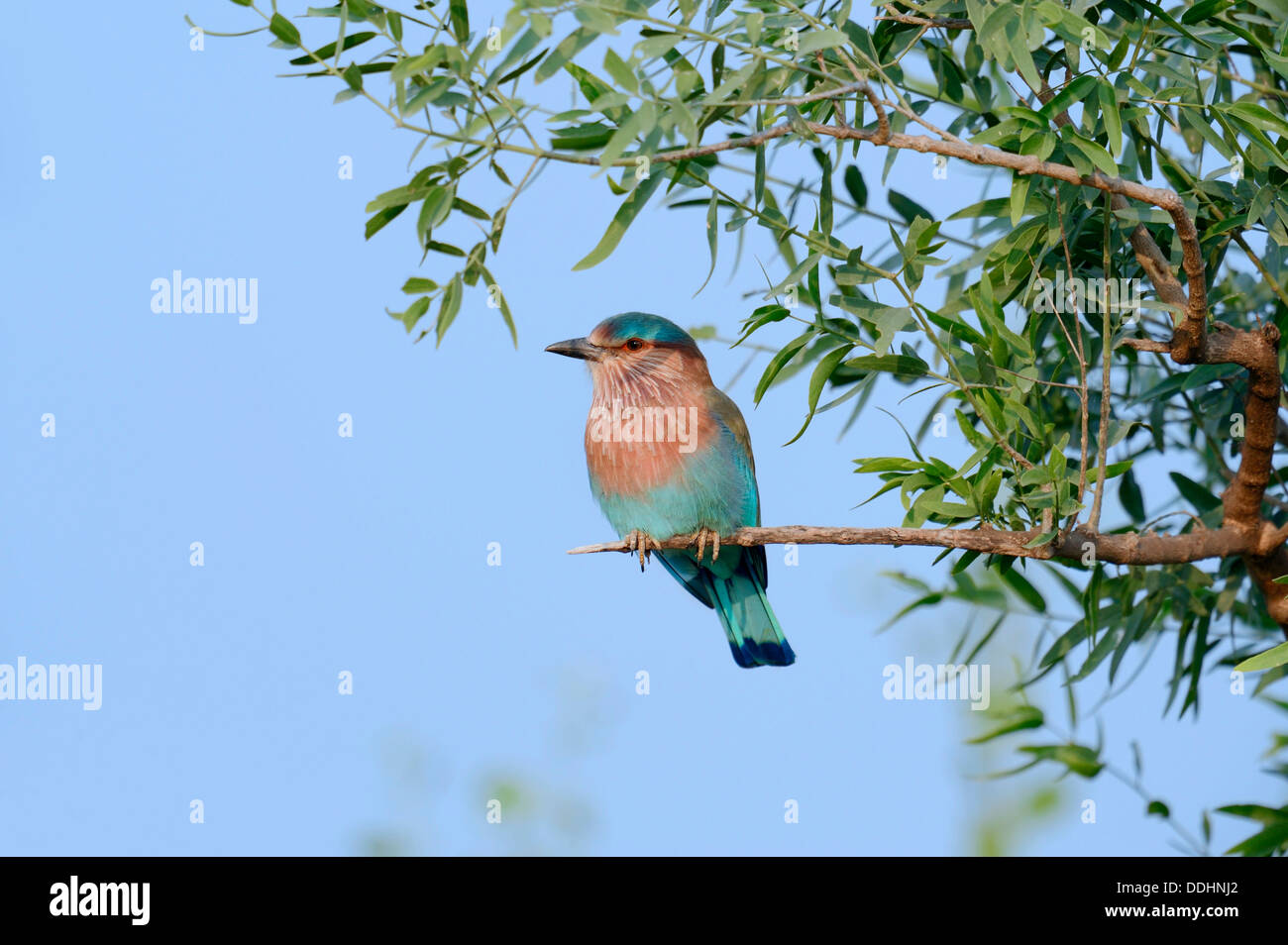 Indian blue jay hi-res stock photography and images - Alamy