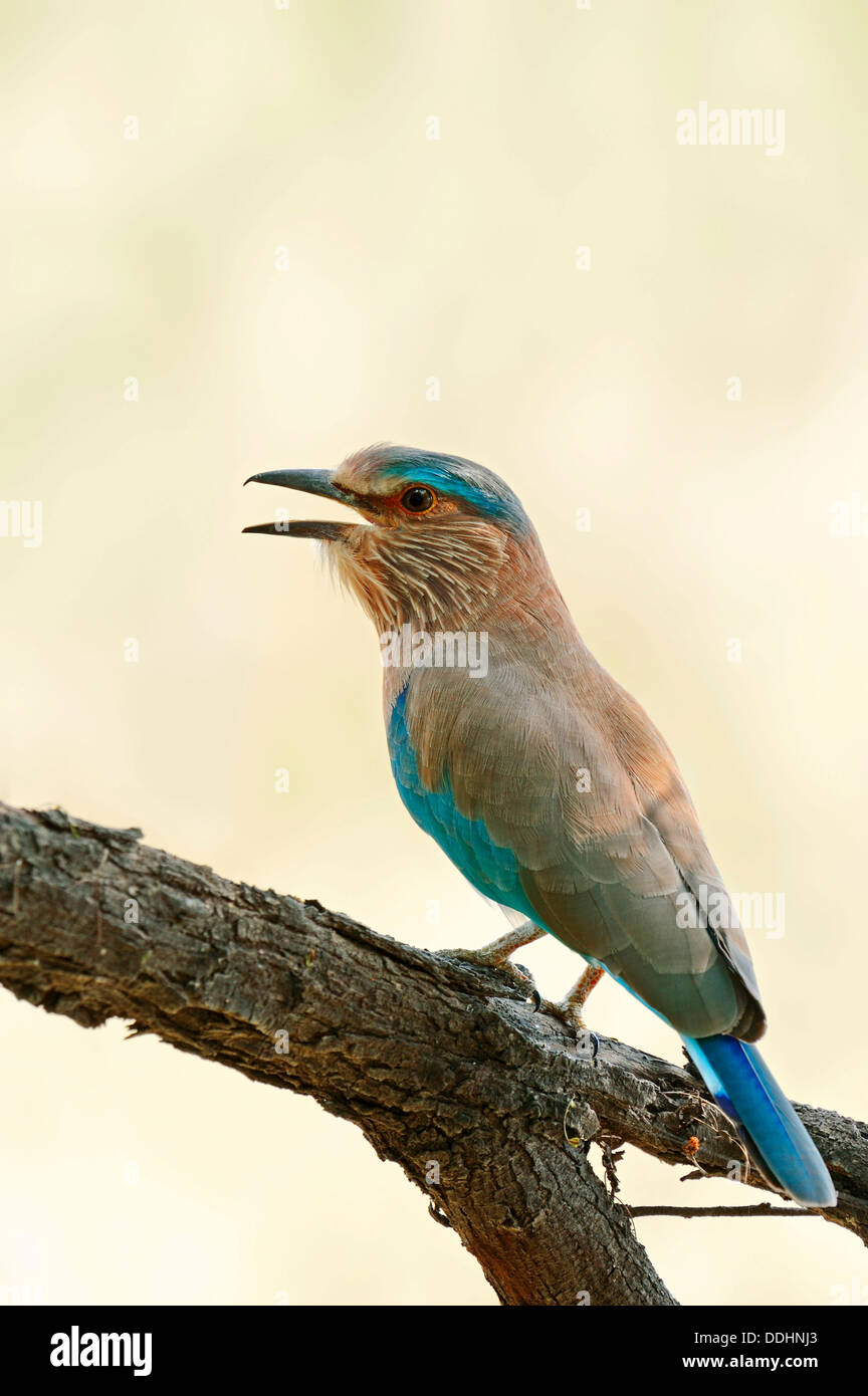 Indian Roller or Blue Jay (Coracias benghalensis Stock Photo - Alamy