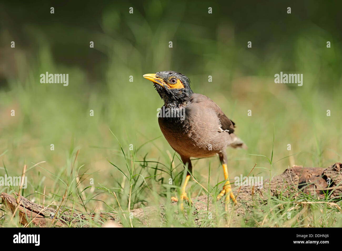 Indian mynas hi-res stock photography and images - Alamy