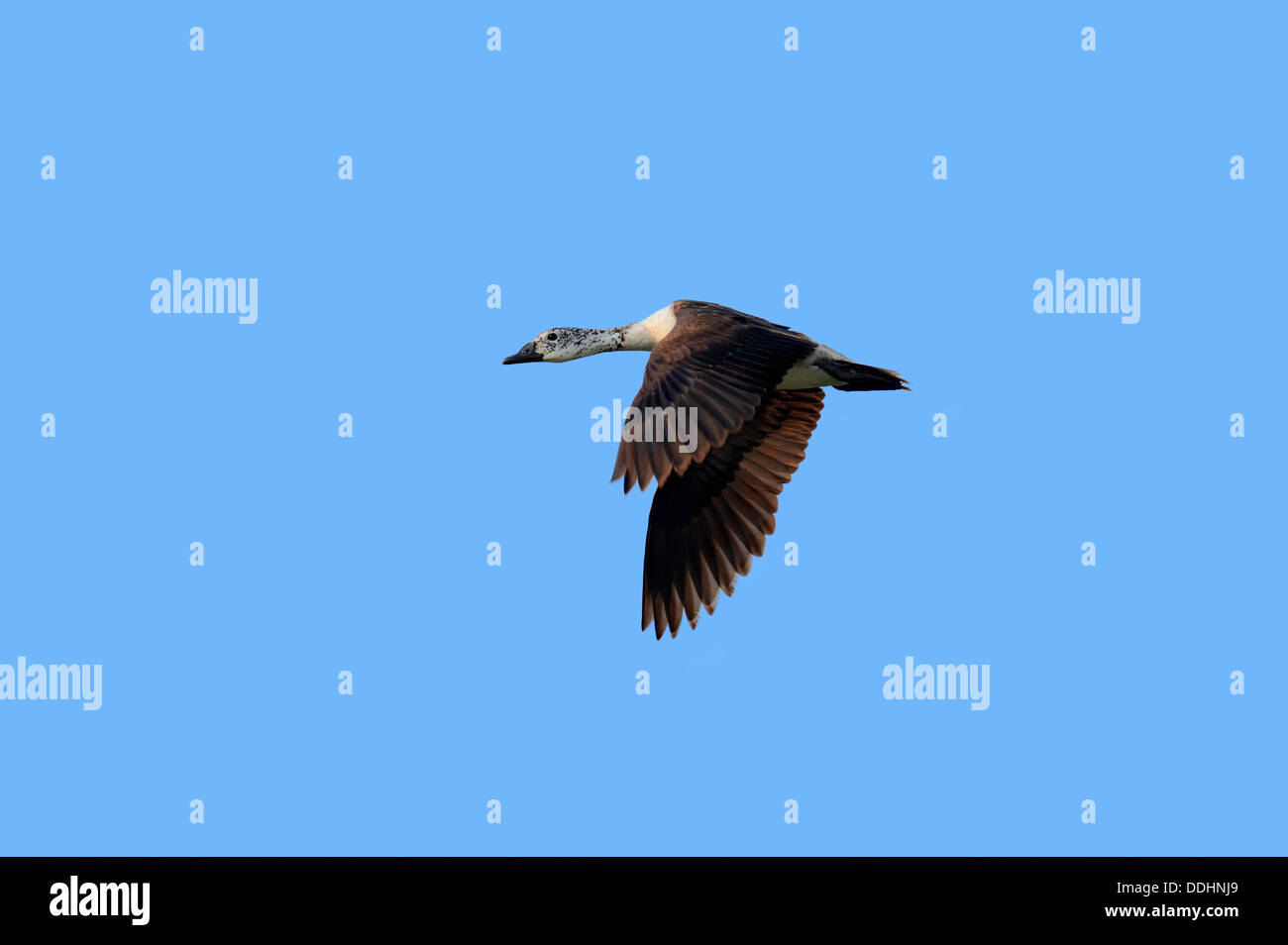 Female comb duck hi-res stock photography and images - Alamy