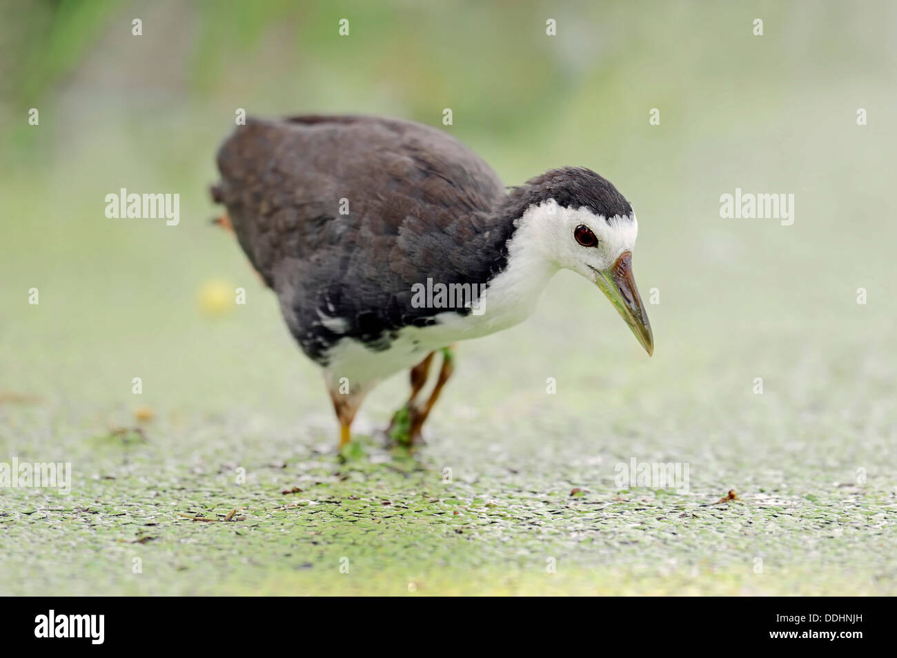 White breasted water hens hi-res stock photography and images - Alamy