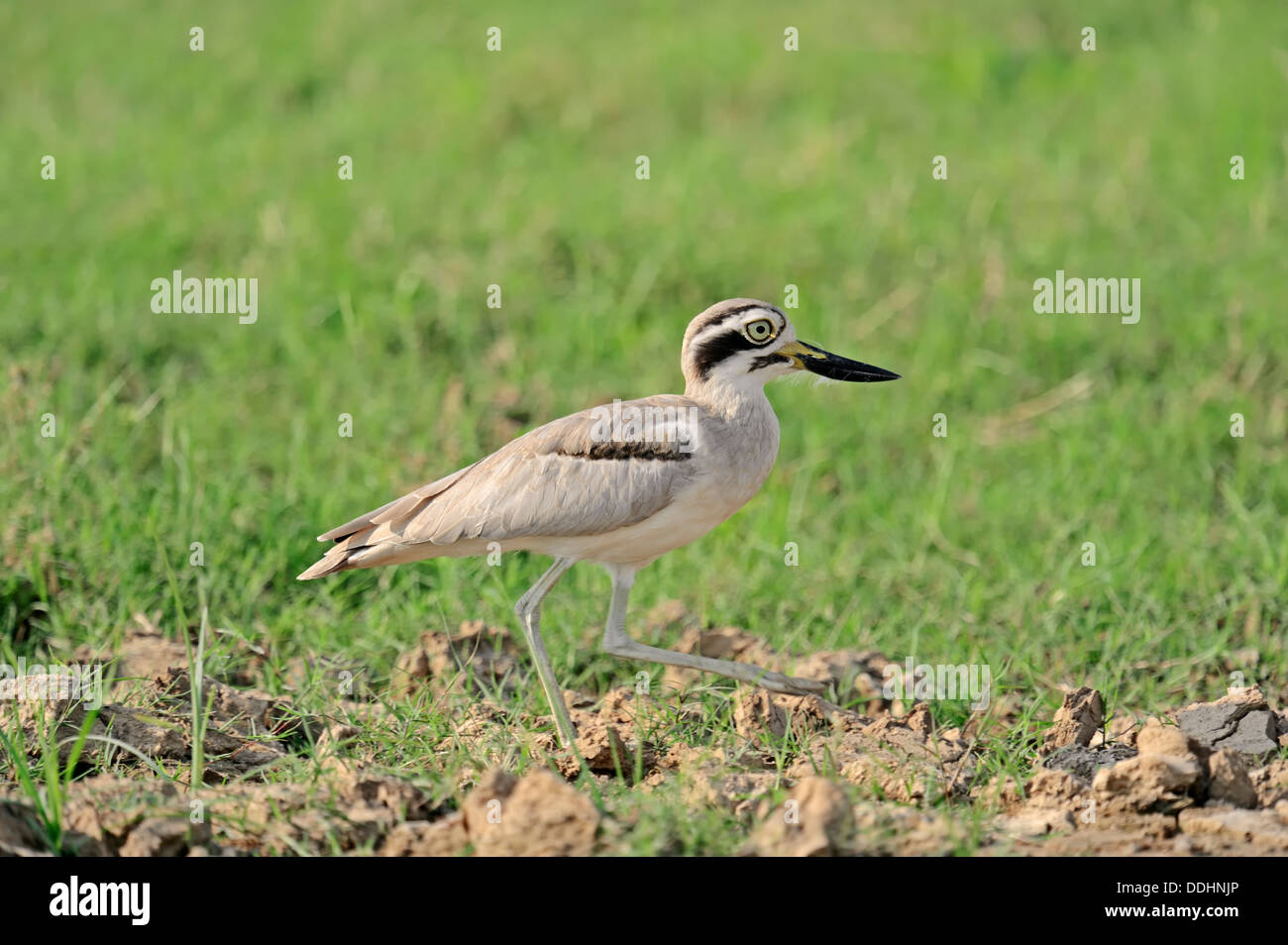 Great stone curlews hi-res stock photography and images - Alamy