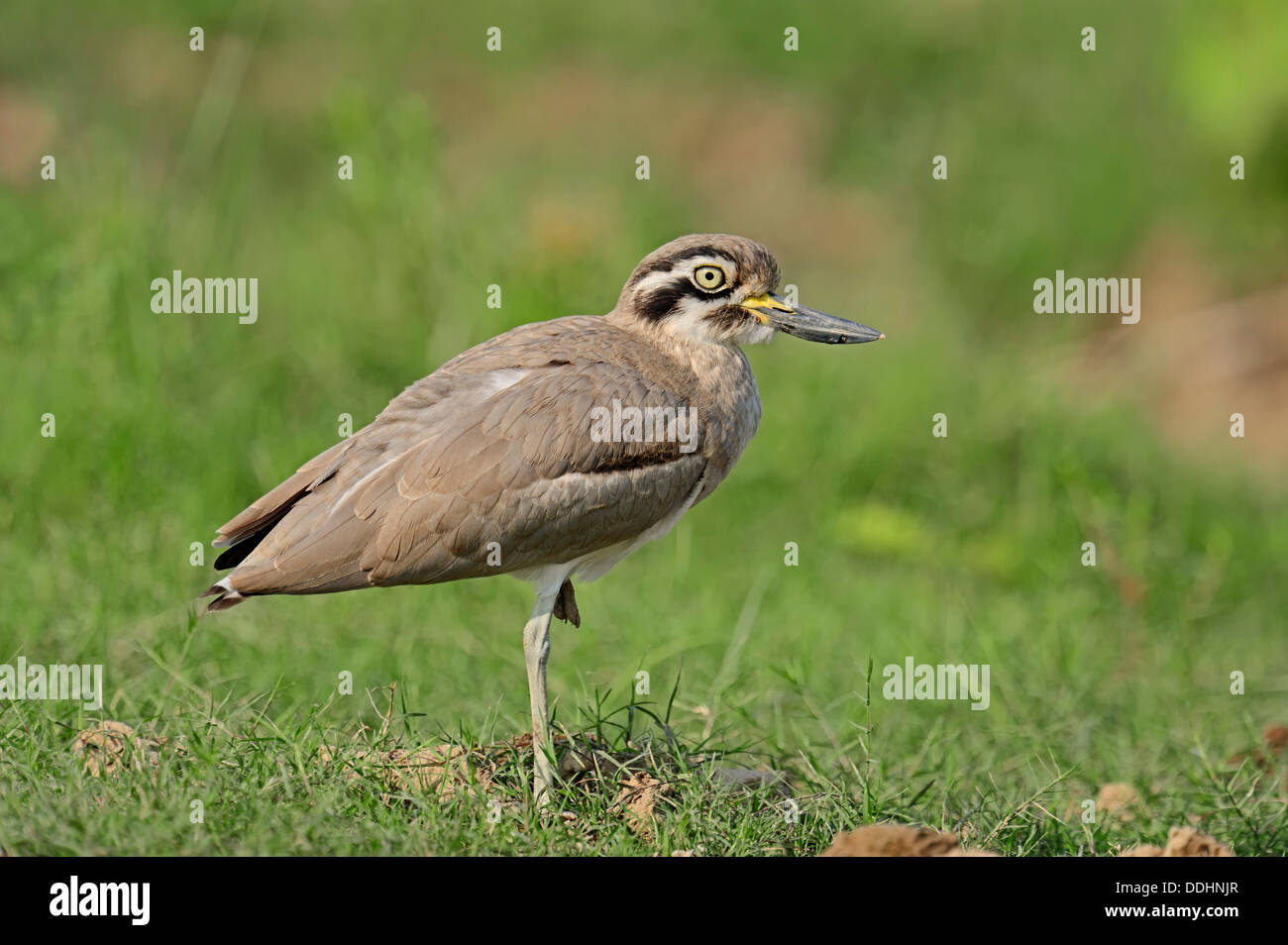 The great stone curlew hi-res stock photography and images - Alamy