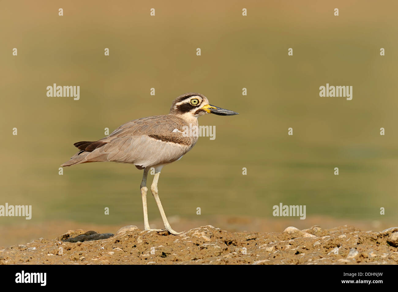 The great stone curlew hi-res stock photography and images - Alamy