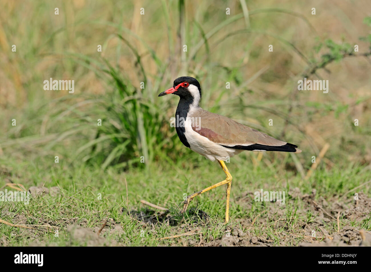 Red-wattled Lapwing (Vanellus indicus Stock Photo - Alamy