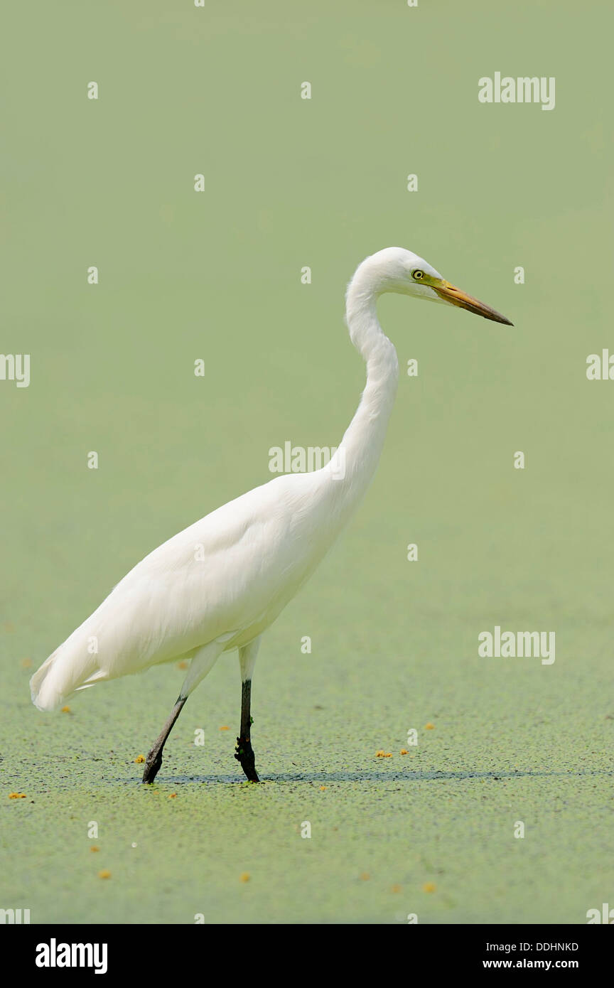 Yellow-billed Egret or Intermediate Egret (Egretta intermedia ...