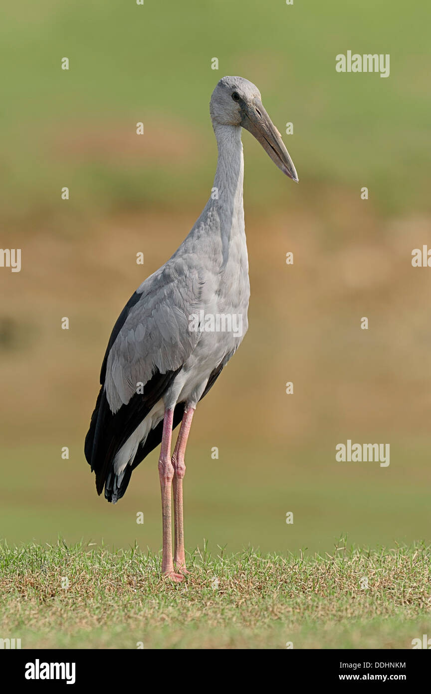 Asian Openbill Stork (Anastomus oscitans Stock Photo - Alamy