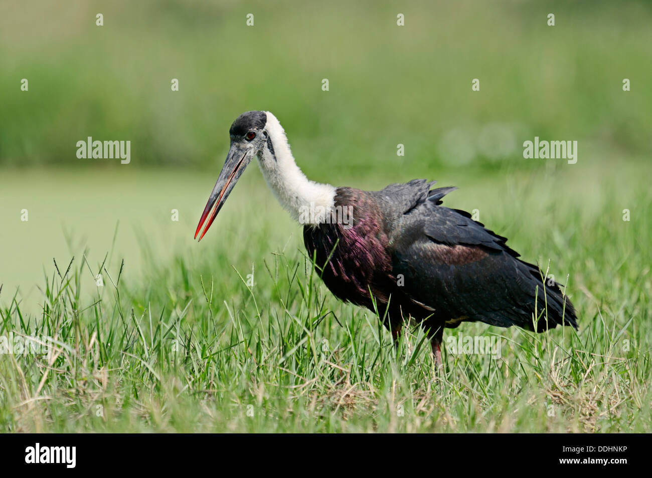 Indian stork bird hi-res stock photography and images - Alamy