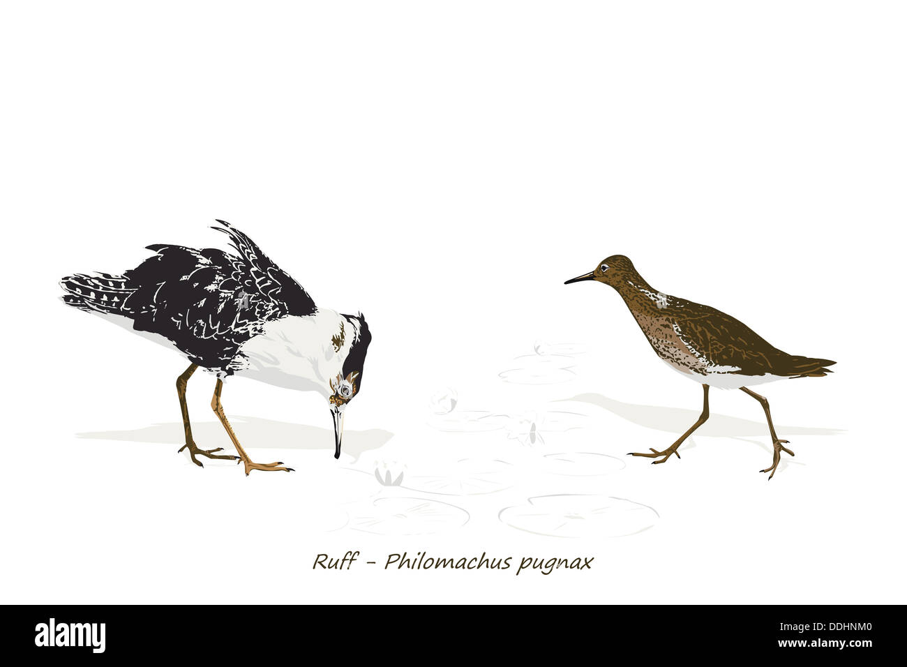 Illustration Of Ruff Stock Photo - Alamy