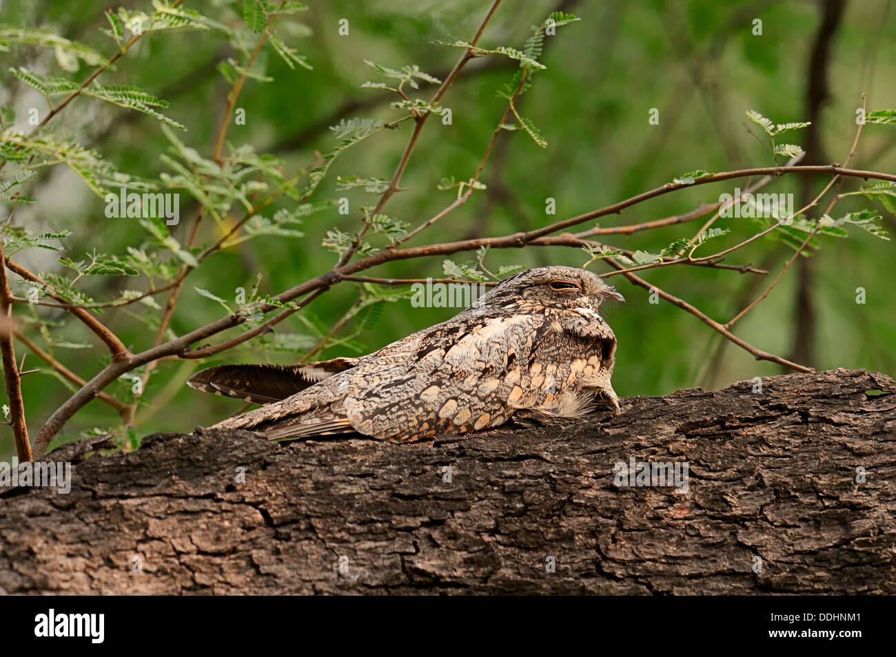 Jungle Nightjar (Caprimulgus indicus Stock Photo - Alamy