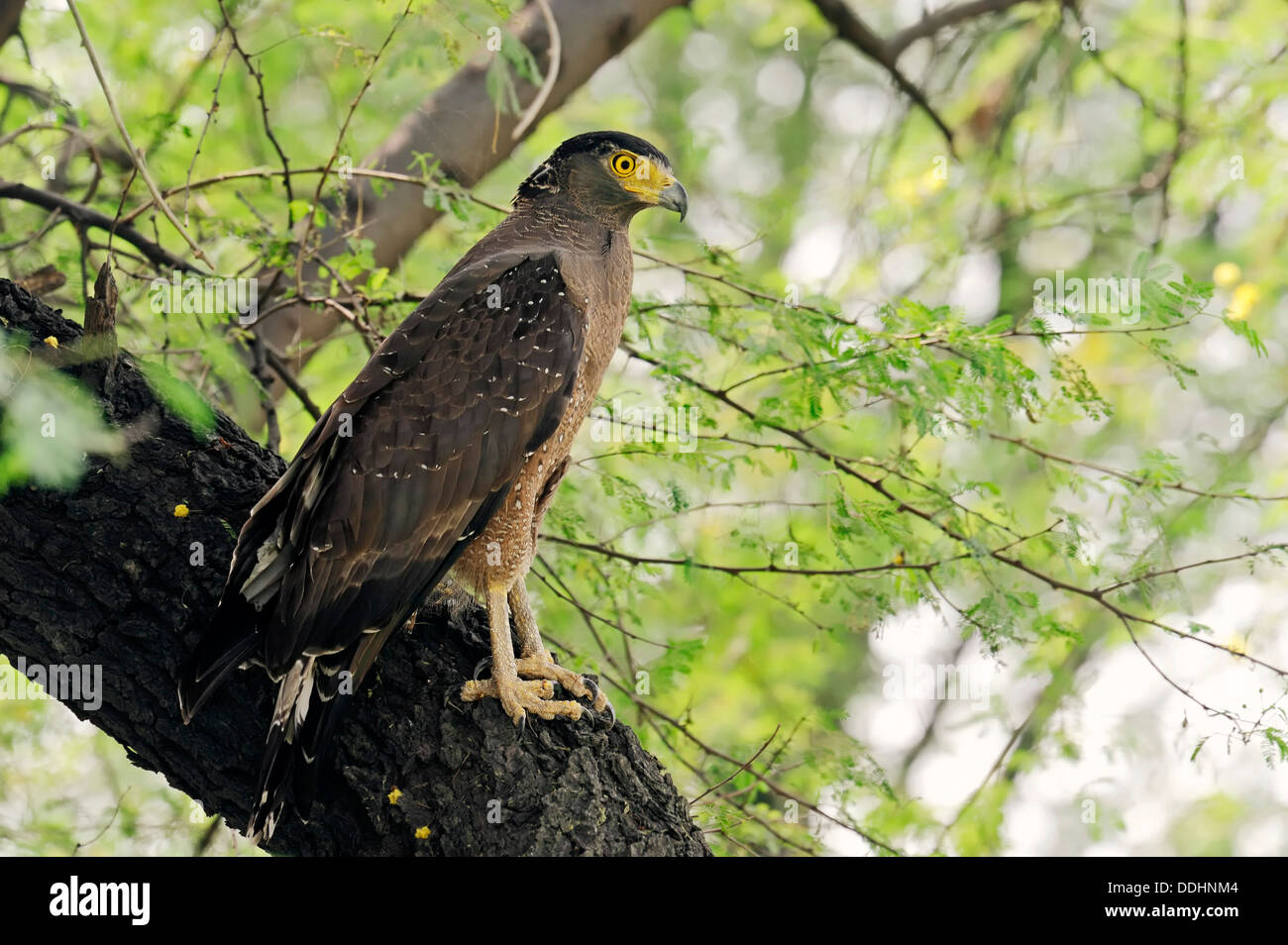Crested Serpent Eagle (Spilornis cheela Stock Photo - Alamy