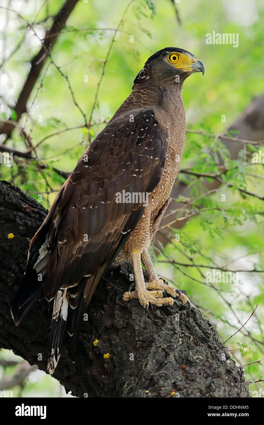 Crested Serpent Eagle (Spilornis cheela Stock Photo - Alamy