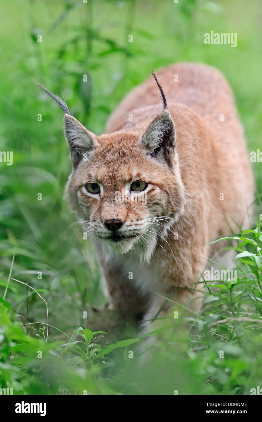 Common Lynx, Eurasian Lynx or Northern Lynx (Lynx lynx), captive Stock ...