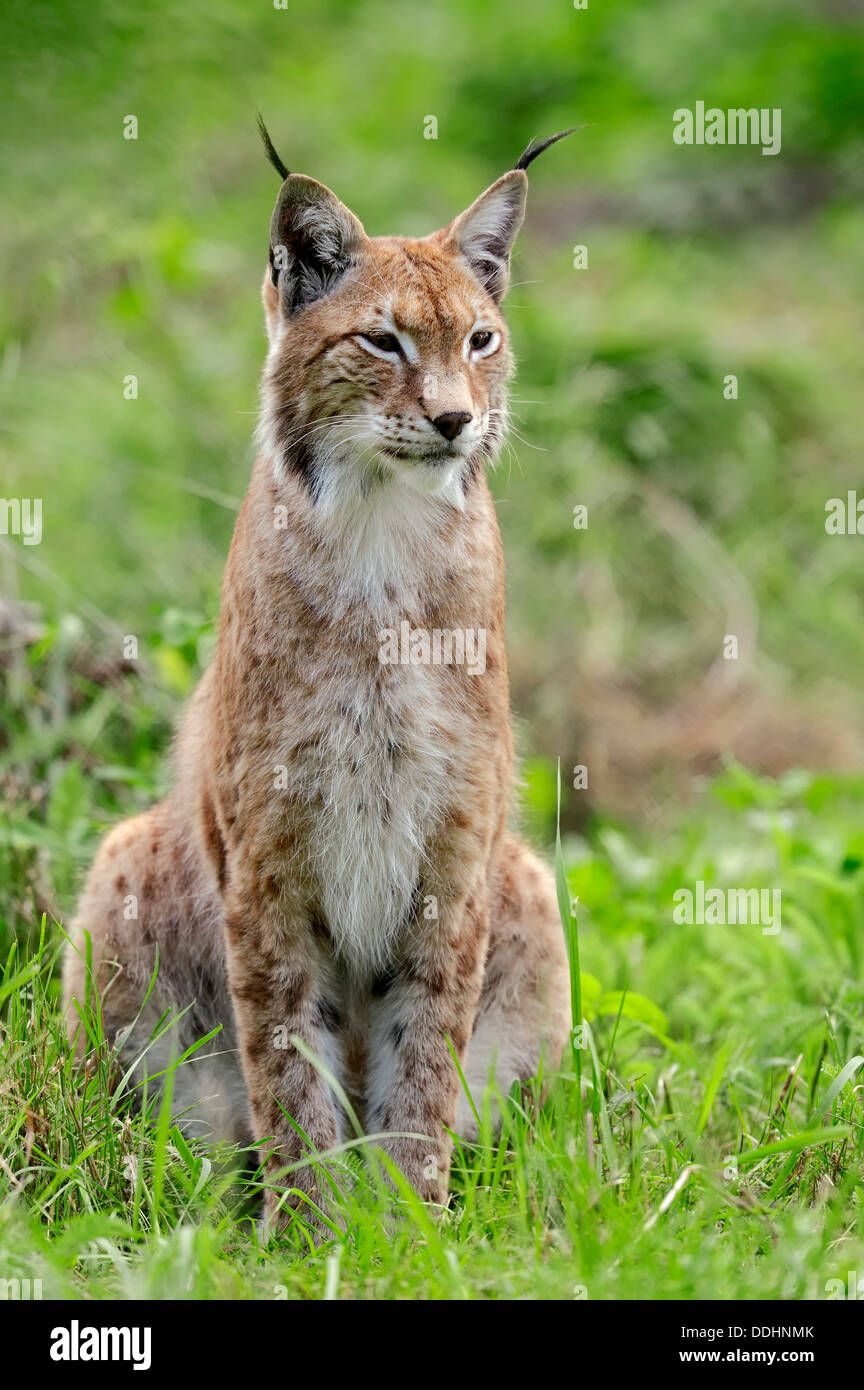 Common Lynx, Eurasian Lynx or Northern Lynx (Lynx lynx), captive Stock ...