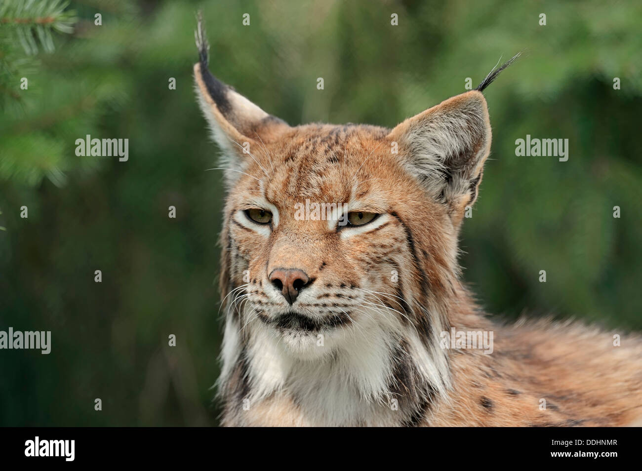 Common Lynx, Eurasian Lynx or Northern Lynx (Lynx lynx), portrait ...