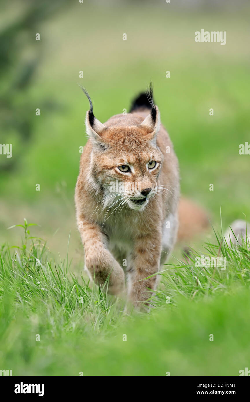 Common Lynx, Eurasian Lynx or Northern Lynx (Lynx lynx), captive Stock ...