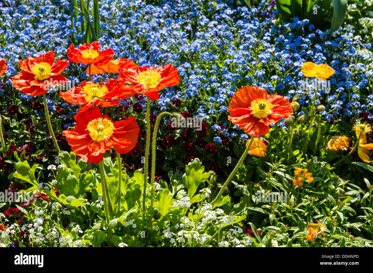 Various multicolored flowers hi-res stock photography and images - Alamy