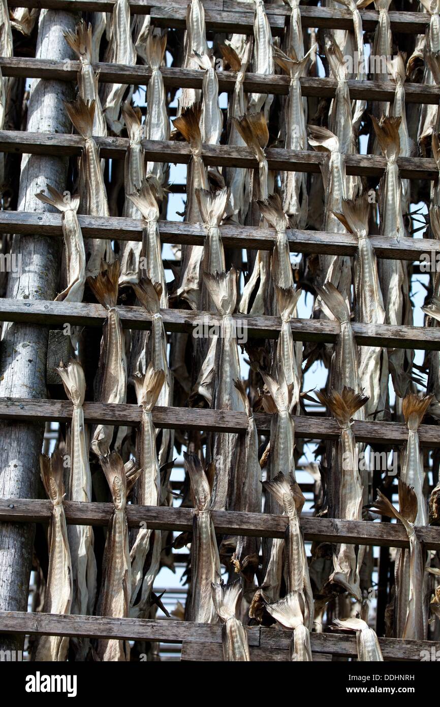 Cod fish drying on flake hi-res stock photography and images - Alamy