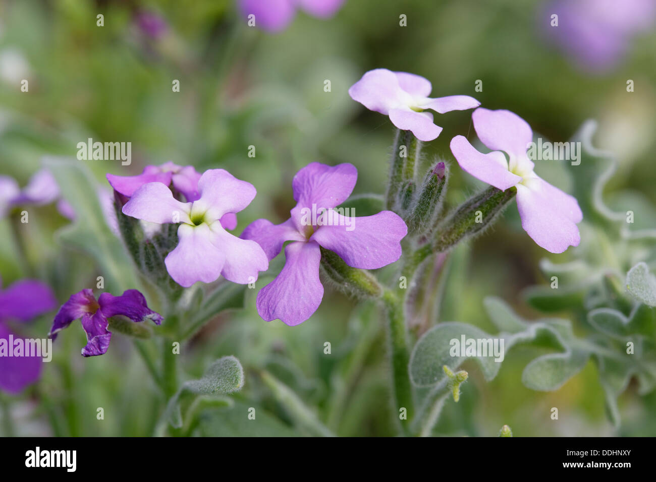 National flower of turkey hi-res stock photography and images - Alamy