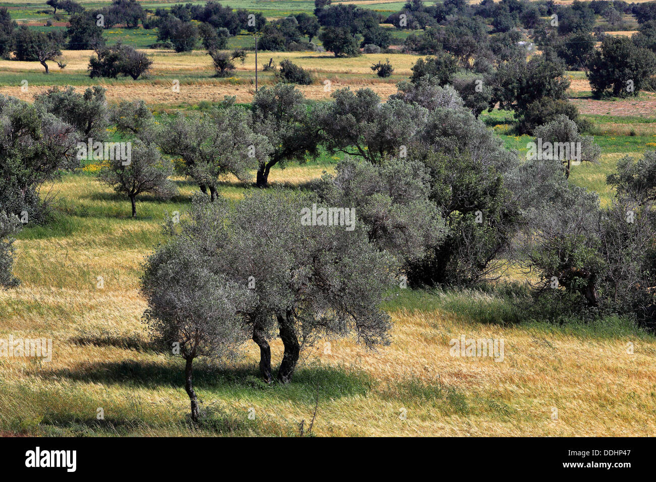 Carob trees hi-res stock photography and images - Alamy