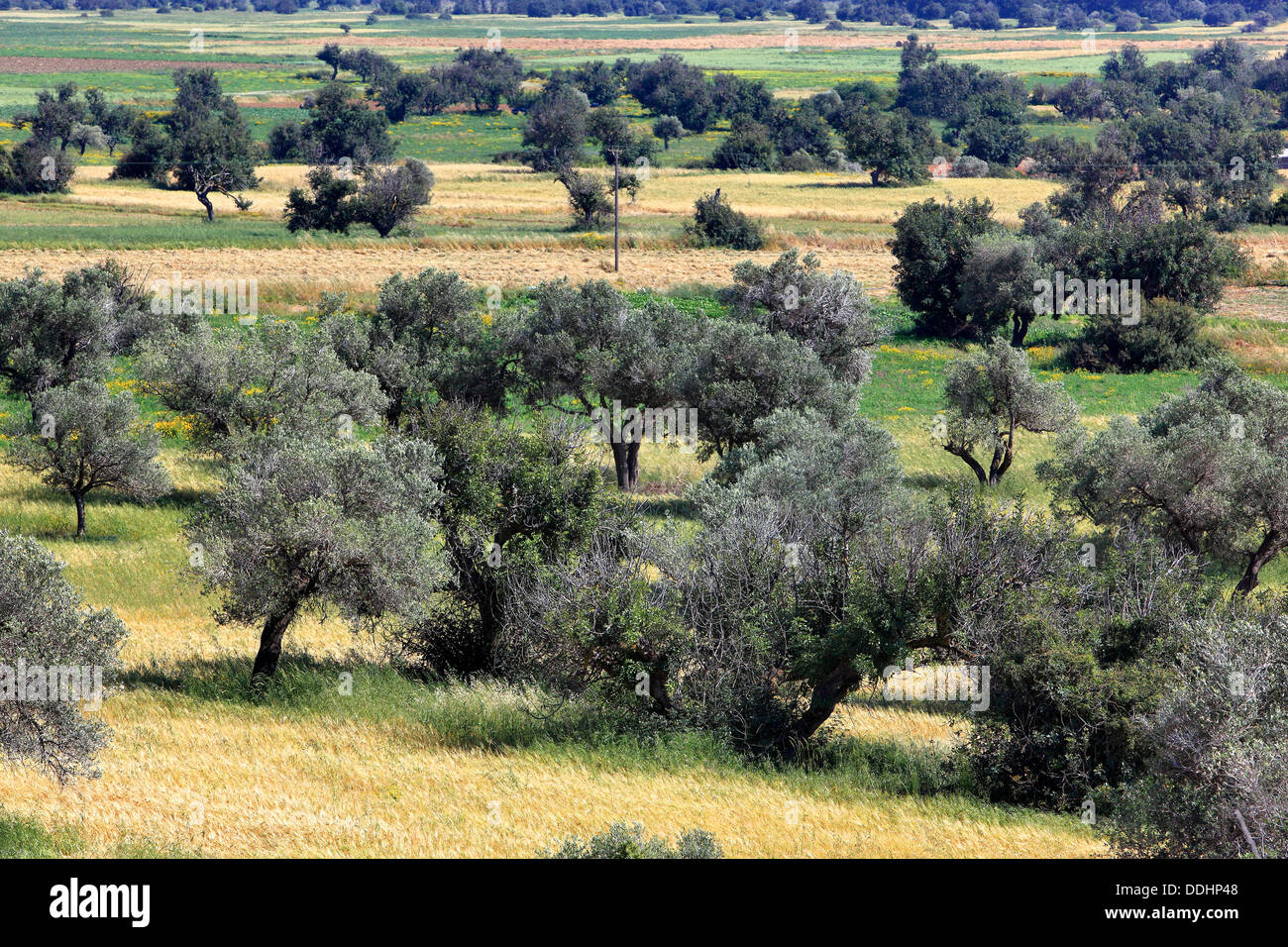 Scenic with oiltrees and carob trees near Korucam, Kormakitis, Northern ...
