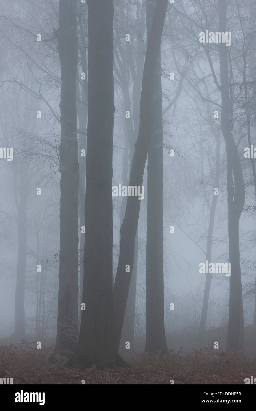 Fog in a beech forest, Beeches (Fagus sylvatica Stock Photo - Alamy