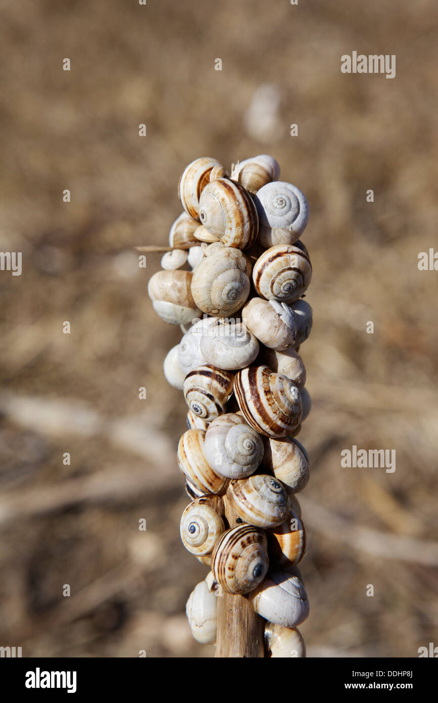 Spain, Snails on dry plants Stock Photo - Alamy