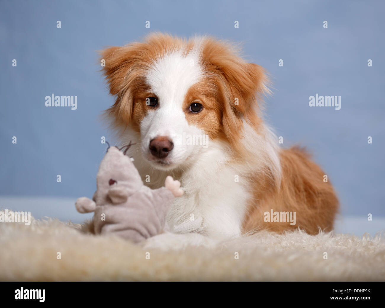 Soft toy dog close hi-res stock photography and images - Alamy