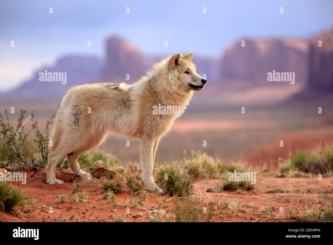1 animal alert animals animal attentive canis lupus canoidea hi-res ...
