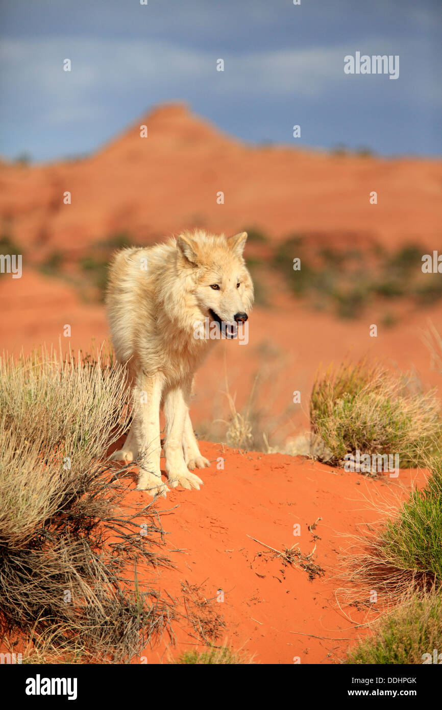 Adults adult animals adult animal animals animal canis lupus canoidea ...