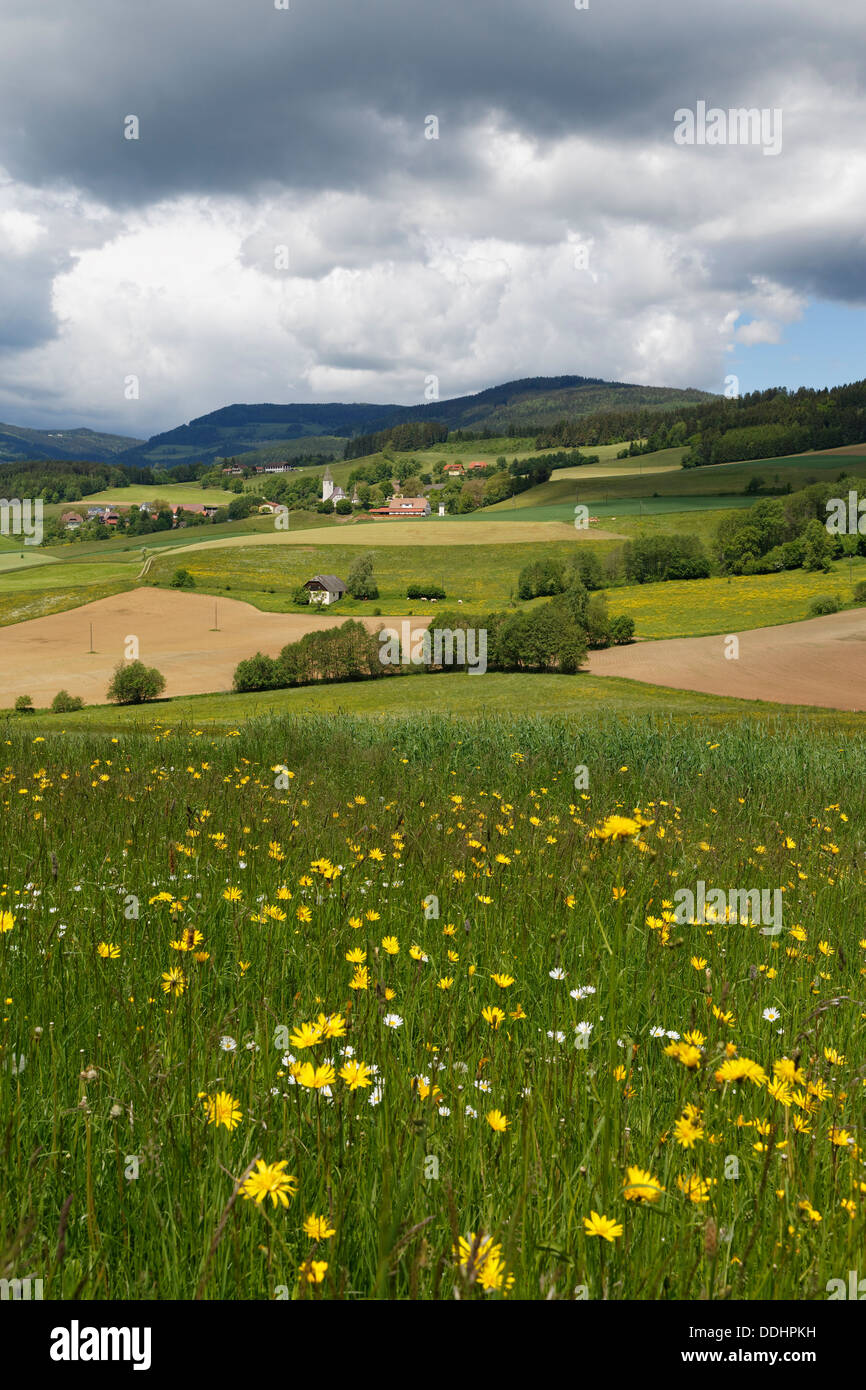 Cultivated landscape with a flower meadow Stock Photo - Alamy